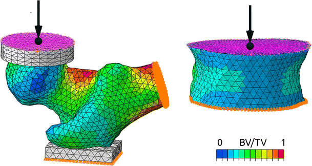FEA to Measure Bone Strength: A Review | SpringerLink