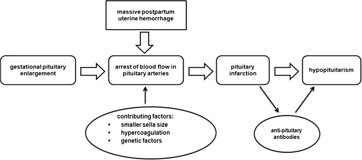 Sheehan’s syndrome: new insights into an old disease | SpringerLink