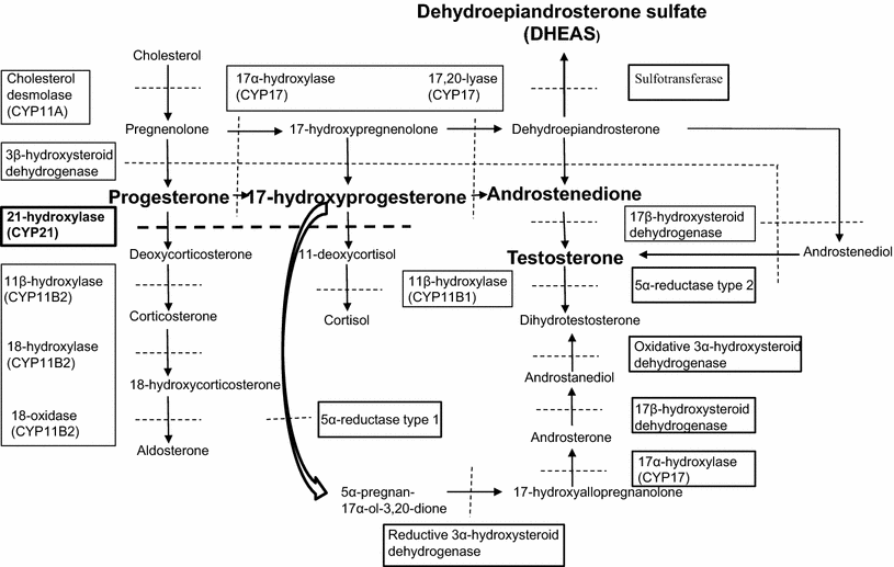 Biochemical and genetic diagnosis of 21-hydroxylase deficiency ...