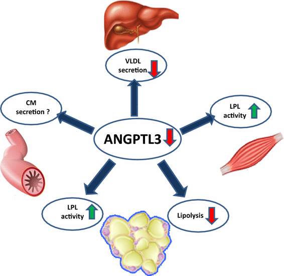 The role of ANGPTL3 in controlling lipoprotein metabolism | SpringerLink