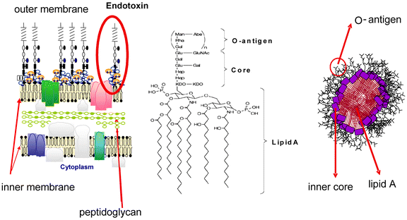 Regulation of interactions of Gram-negative bacterial endotoxins with ...