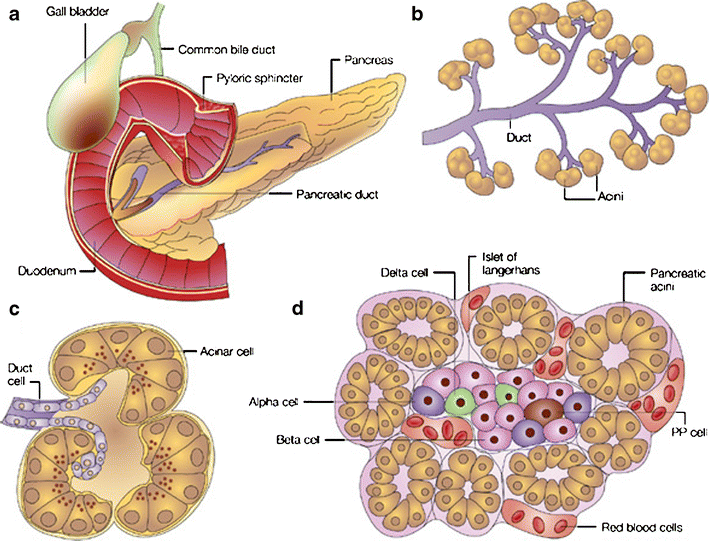 Interplay of Tumor Microenvironment Cell Types with Parenchymal Cells ...