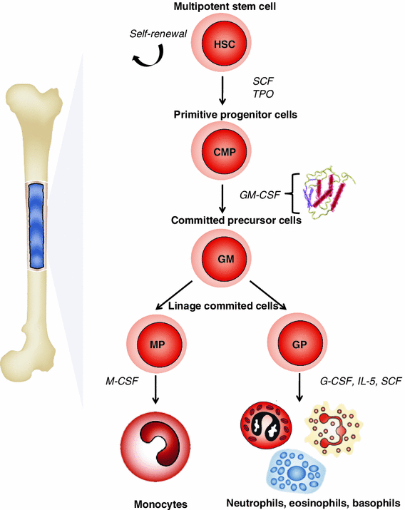 Granulocyte–macrophage colony-stimulating factor: not just another ...