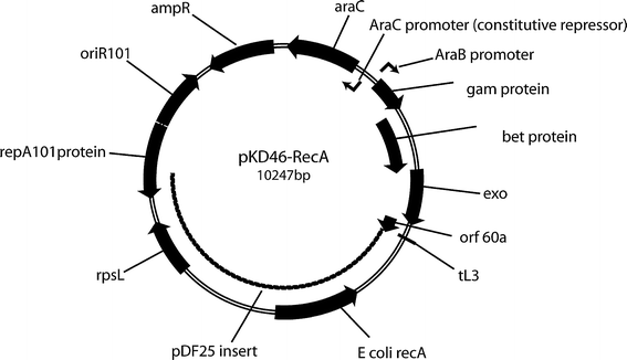 Strain Engineering by Genome Mass Transfer: Efficient Chromosomal Trait ...
