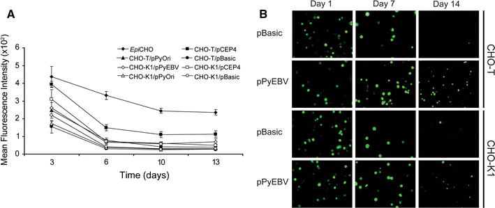 Enhanced CHO Cell-Based Transient Gene Expression with the Epi-CHO ...