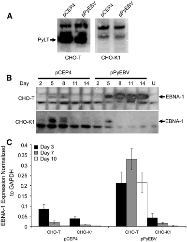 Enhanced CHO Cell-Based Transient Gene Expression with the Epi-CHO ...