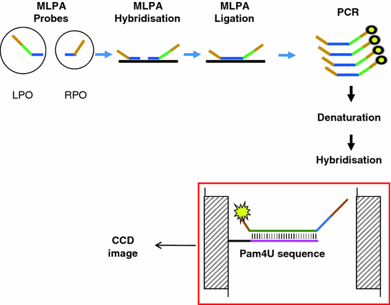 Development of a Flow-Trough Microarray based Reverse Transcriptase Multiplex Ligation-Dependent ...