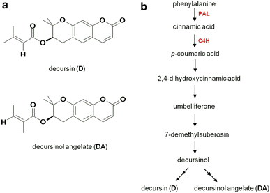 Overexpression of Cinnamate 4-Hydroxylase Gene Enhances Biosynthesis of ...