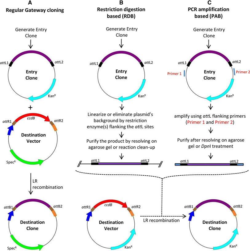 An Alternative Approach in Gateway® Cloning when the Bacterial ...
