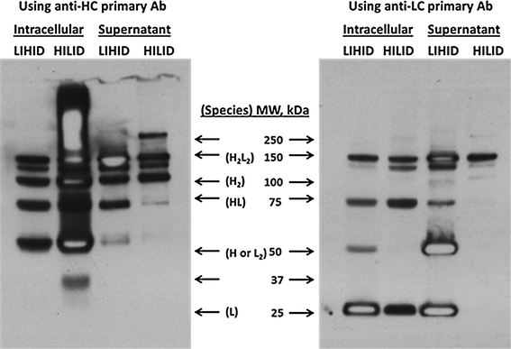 IgG Aggregation Mechanism for CHO Cell Lines Expressing Excess Heavy ...