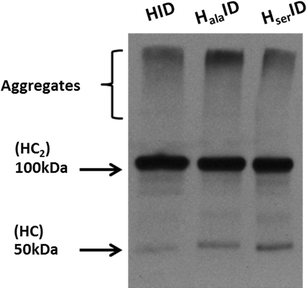 IgG Aggregation Mechanism for CHO Cell Lines Expressing Excess Heavy ...
