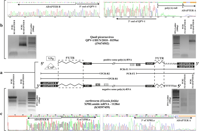 Novel 5′/3′RACE Method for Amplification and Determination of Single ...