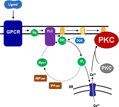 A Role for the PKC Signaling System in the Pathophysiology and ...