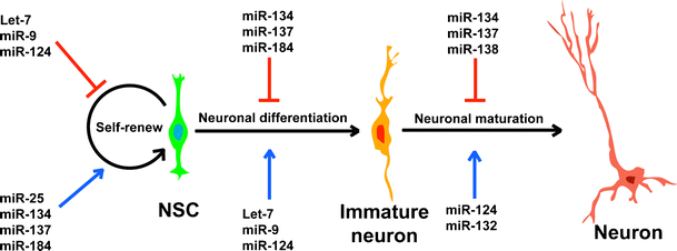 Functions of Noncoding RNAs in Neural Development and Neurological Diseases | SpringerLink