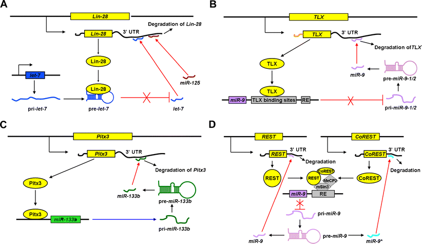 Functions of Noncoding RNAs in Neural Development and Neurological Diseases | SpringerLink