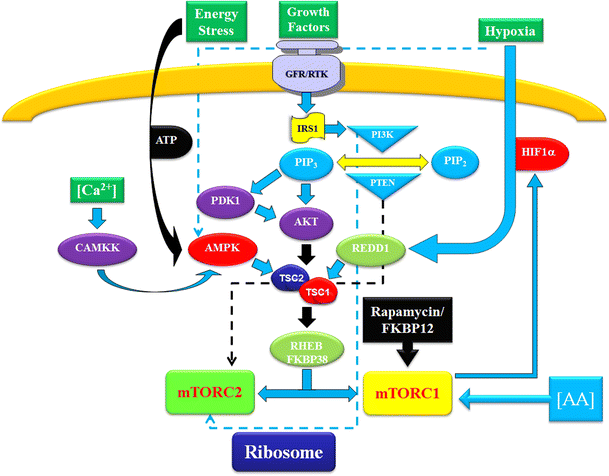 The mTOR Signaling Pathway in the Brain: Focus on Epilepsy and ...