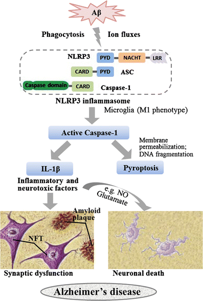 The NLRP3 Inflammasome in Alzheimer’s Disease | SpringerLink