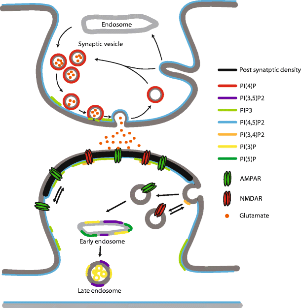 The Role of Phosphoinositides in Synapse Function | SpringerLink