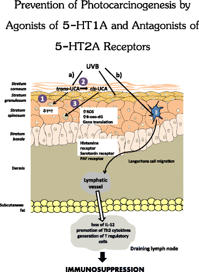 Prevention of Photocarcinogenesis by Agonists of 5-HT1A and Antagonists ...