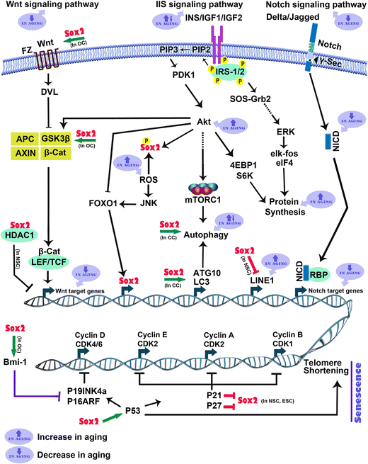 The Roles of the Stem Cell-Controlling Sox2 Transcription Factor: from ...