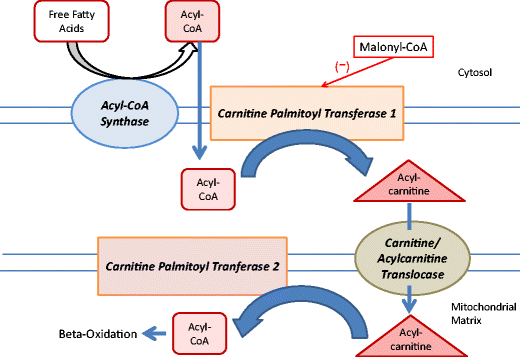 The Carnitine Palmitoyl Transferase (CPT) System and Possible Relevance ...