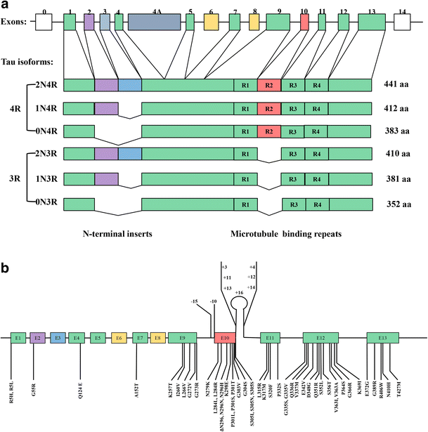 The Role of MAPT in Neurodegenerative Diseases: Genetics, Mechanisms ...