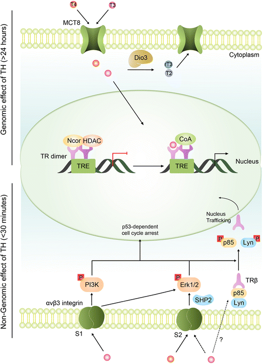 Thyroid Hormone Signaling in Oligodendrocytes: from Extracellular ...