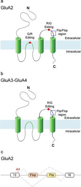 The Good and the Bad of Glutamate Receptor RNA Editing | SpringerLink