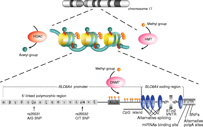 Looking Beyond the 5-HTTLPR Polymorphism: Genetic and Epigenetic Layers ...