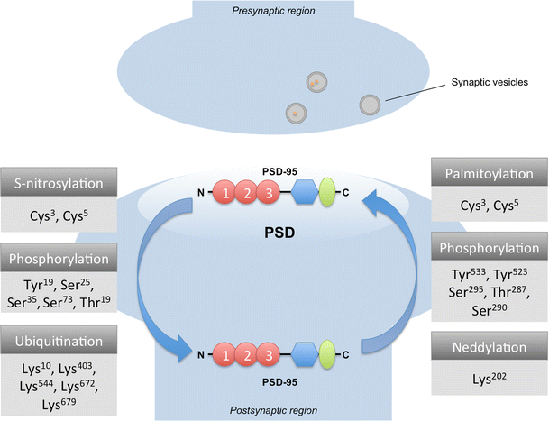 Posttranslational Modifications Regulate the Postsynaptic Localization of PSD-95 | SpringerLink