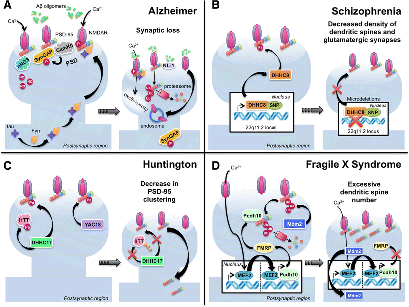 Posttranslational Modifications Regulate the Postsynaptic Localization ...