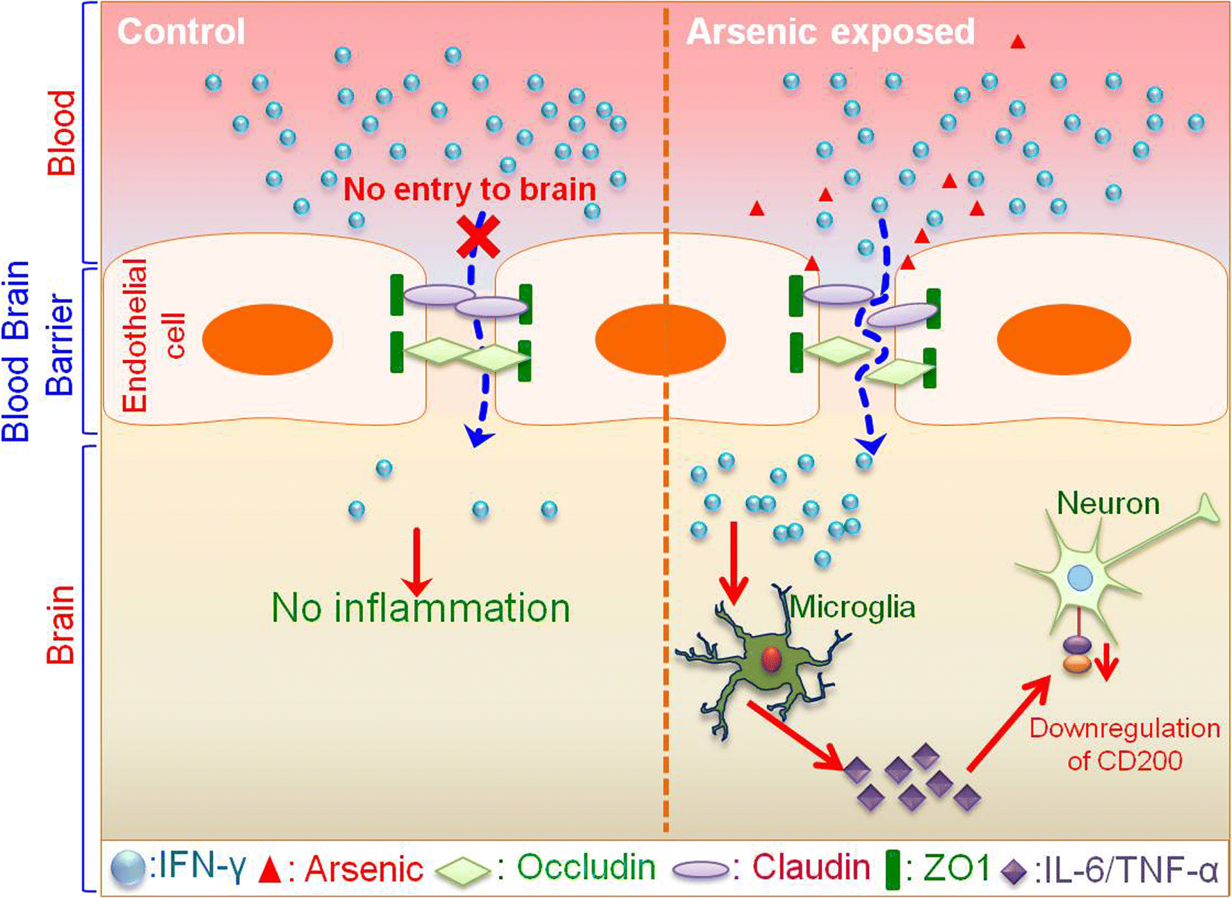 Sneaky Entry of IFNγ Through Arsenic-Induced Leaky Blood–Brain Barrier ...