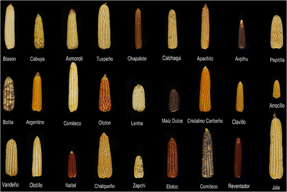 Diversity in global maize germplasm: Characterization and utilization ...