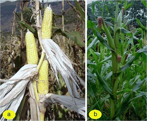 Diversity in global maize germplasm: Characterization and utilization ...