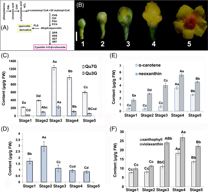 Functional analyses of a flavonol synthase–like gene from Camellia nitidissima reveal its roles ...