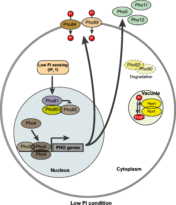 Conservation of PHO pathway in ascomycetes and the role of Pho84 ...
