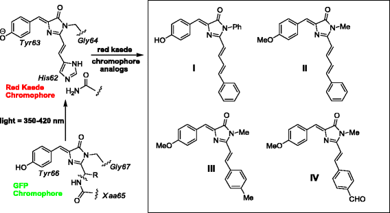 Introduction of an electron push-pull system yields a planar Red Kaede ...