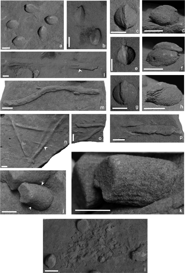 Significance of Lockeia and associated trace fossils from the Bada Bagh ...