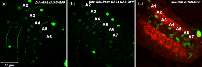 The commonly used eye-specific sev-GAL4 and GMR-GAL4 drivers in ...