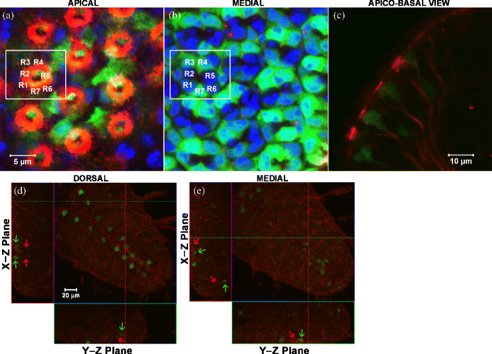 The commonly used eye-specific sev-GAL4 and GMR-GAL4 drivers in ...