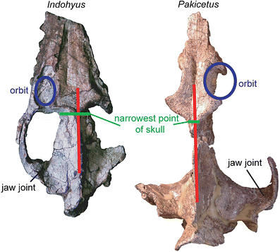 From Land to Water: the Origin of Whales, Dolphins, and Porpoises ...