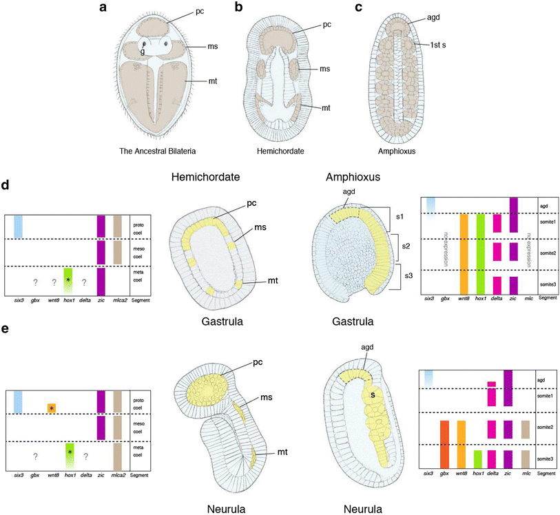 The evolutionary origin of chordate segmentation: revisiting the ...