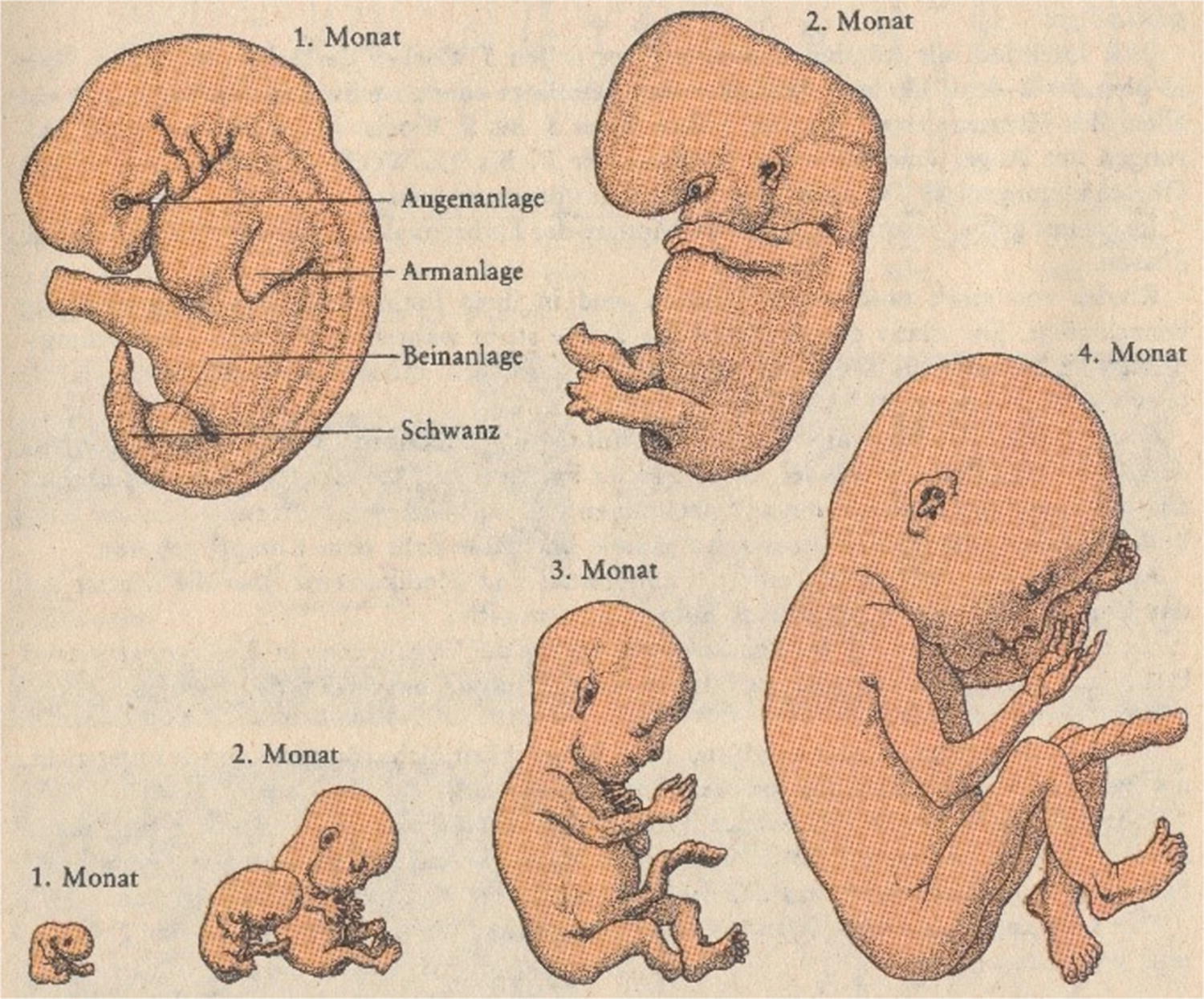 Ernst Haeckel’s embryology in biology textbooks in the German ...