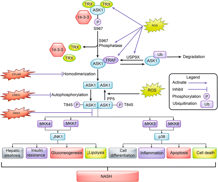 Targeting incretin hormones and the ASK-1 pathway as therapeutic ...