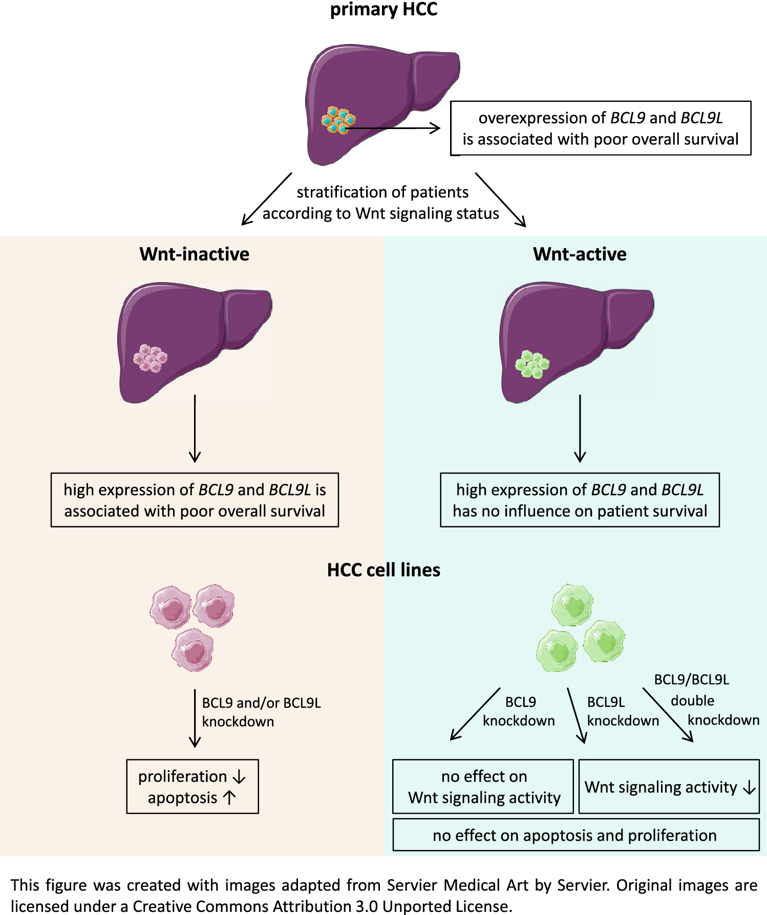 Wnt status-dependent oncogenic role of BCL9 and BCL9L in hepatocellular ...