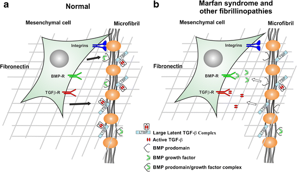 Fibrillin-containing microfibrils are key signal relay stations for ...