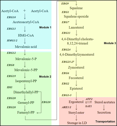 Recent Advances in Ergosterol Biosynthesis and Regulation Mechanisms in ...