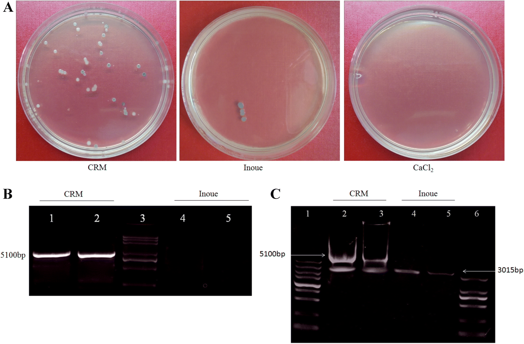 An Improved Method of Preparing High Efficiency Transformation ...