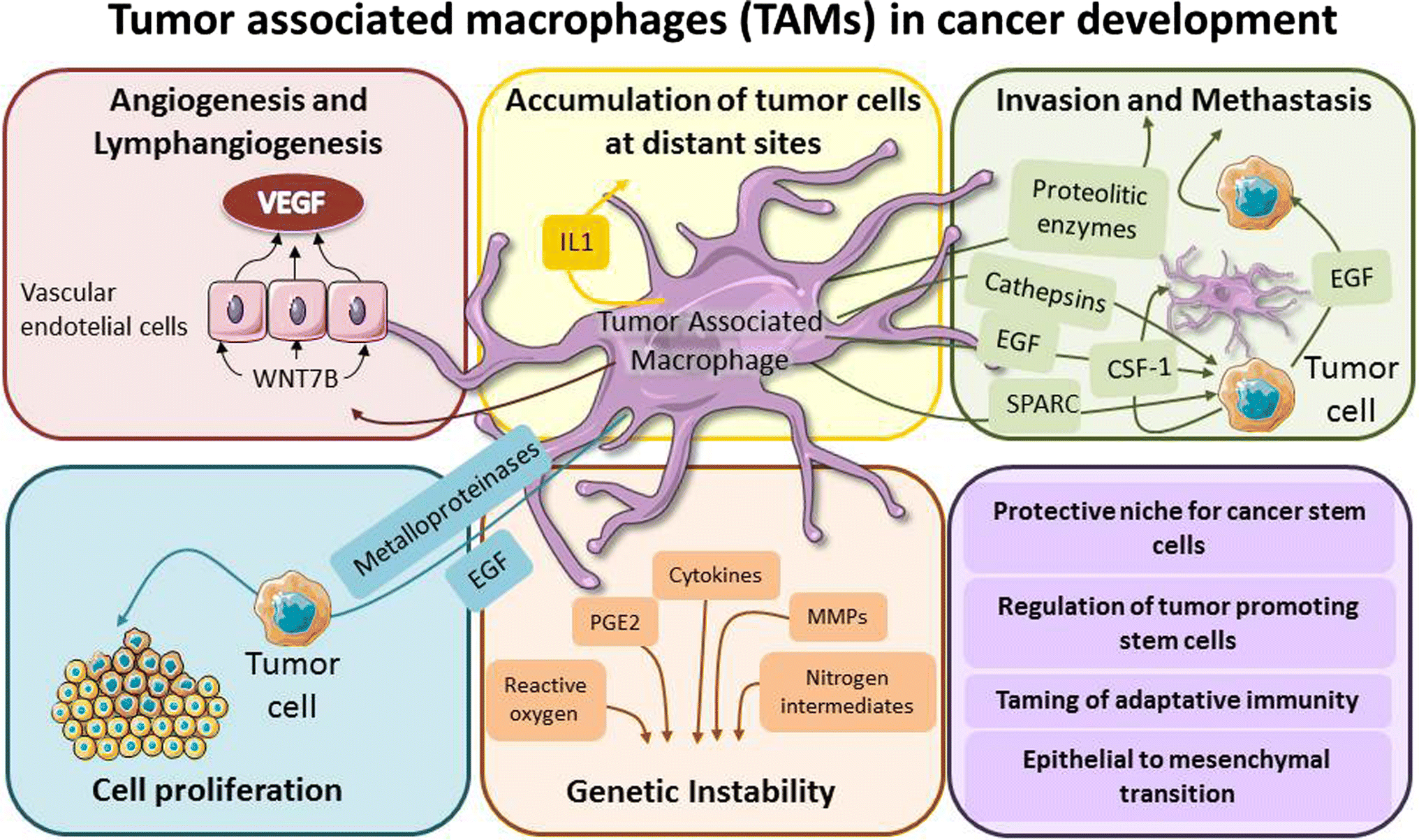 Macrophage polarization as a novel weapon in conditioning tumor microenvironment for bladder ...