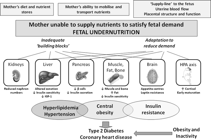 Fetal Programming and the Risk of Noncommunicable Disease | SpringerLink